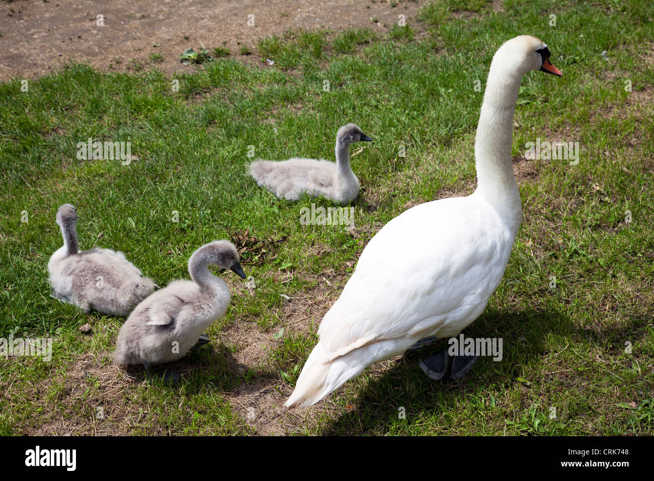 Young Cygnets with Mother Swan Stock Photo - Alamy
