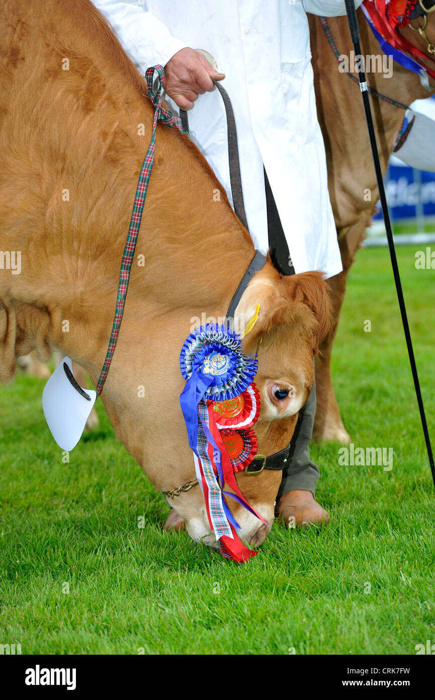 Agricultural show cattle cow hi-res stock photography and images - Alamy