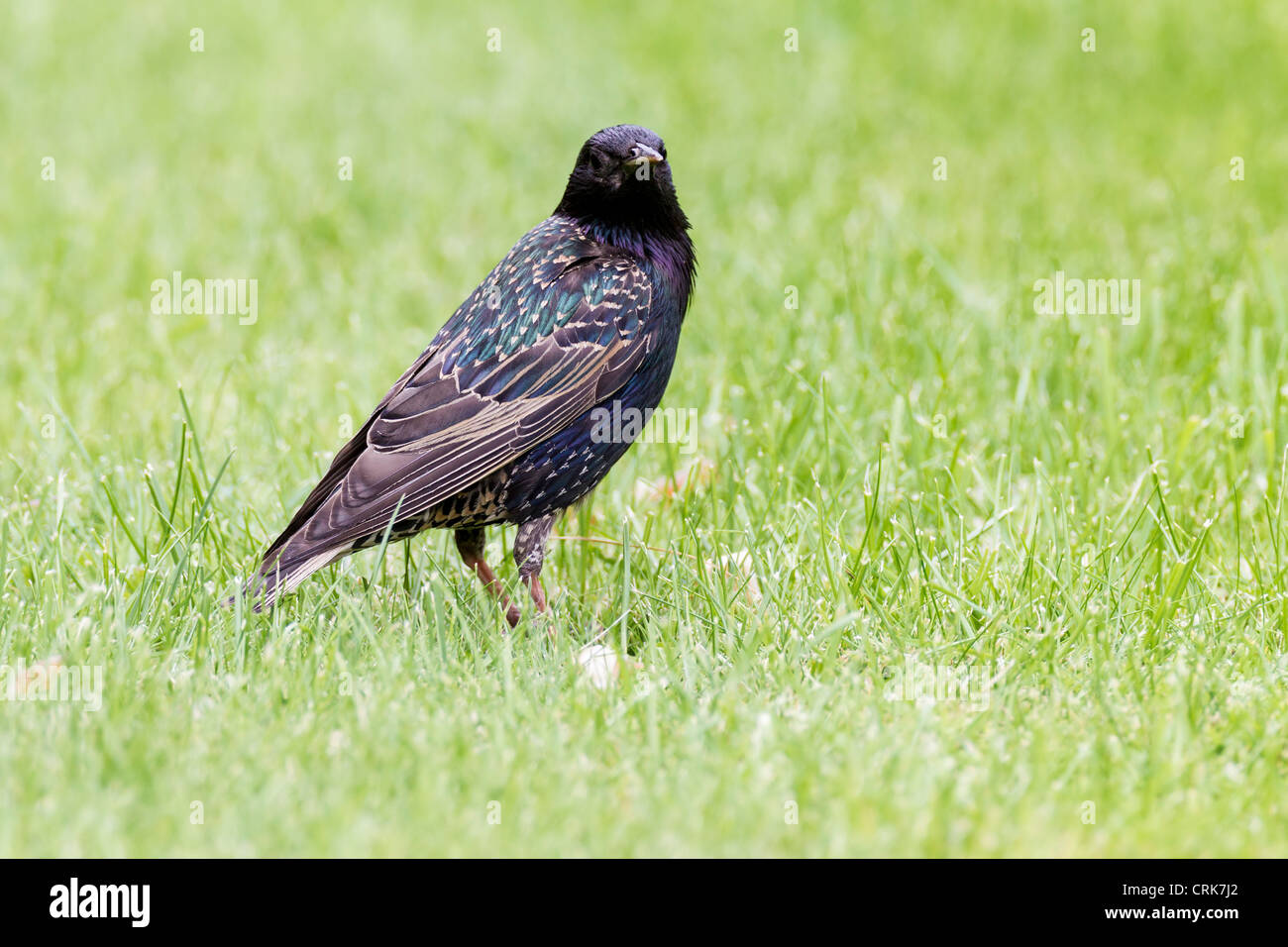 Starling Sturnus vulgaris (Sturnidae Stock Photo - Alamy