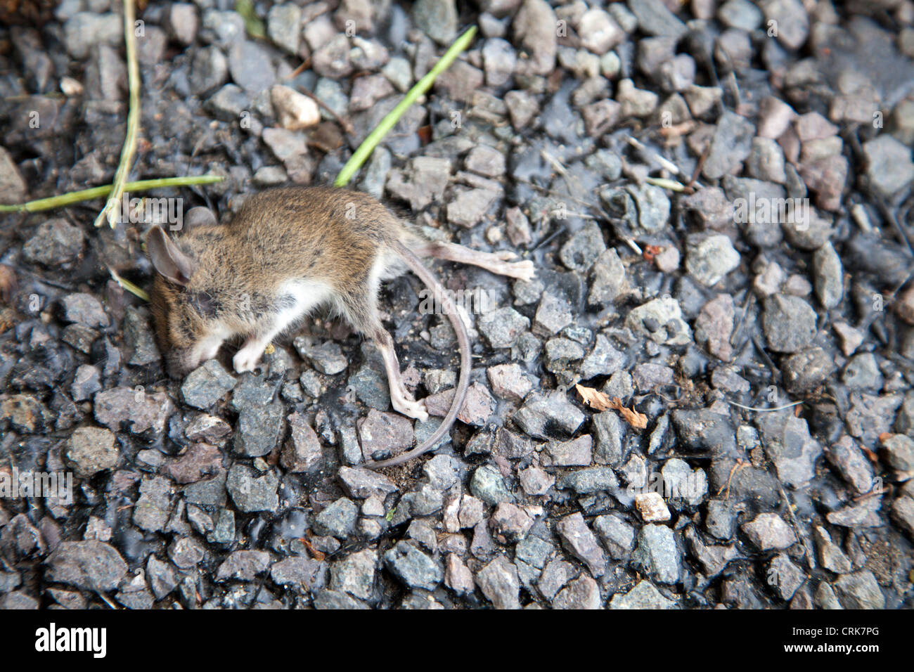 Dead field mouse hi-res stock photography and images - Alamy