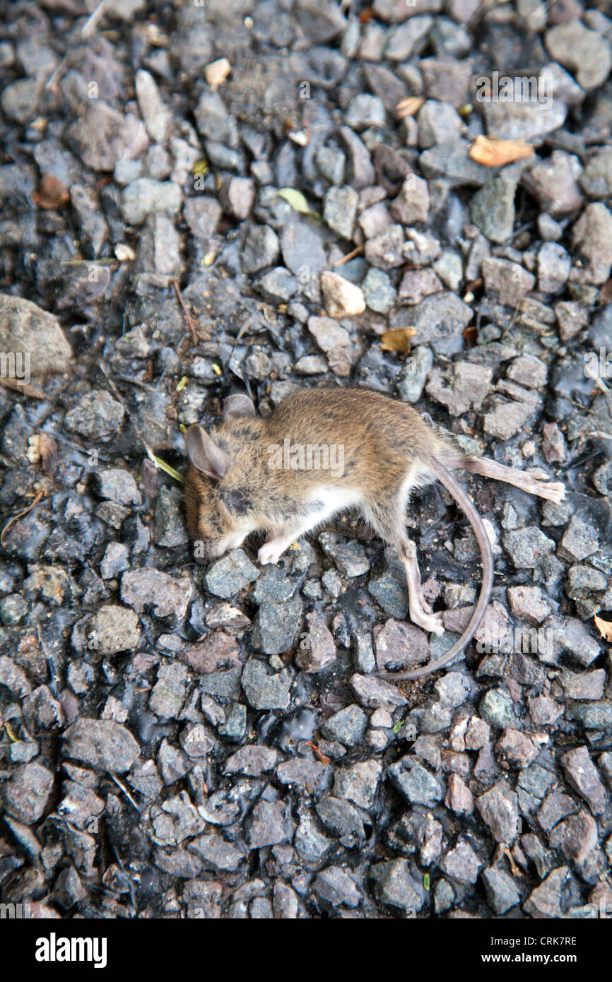 Dead Field Mouse on Tar Stock Photo - Alamy