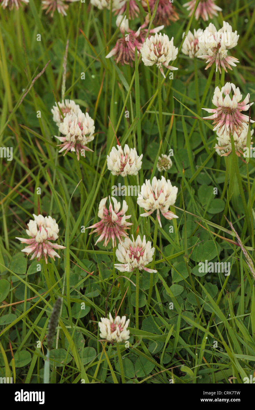 White clover grassland hi-res stock photography and images - Alamy