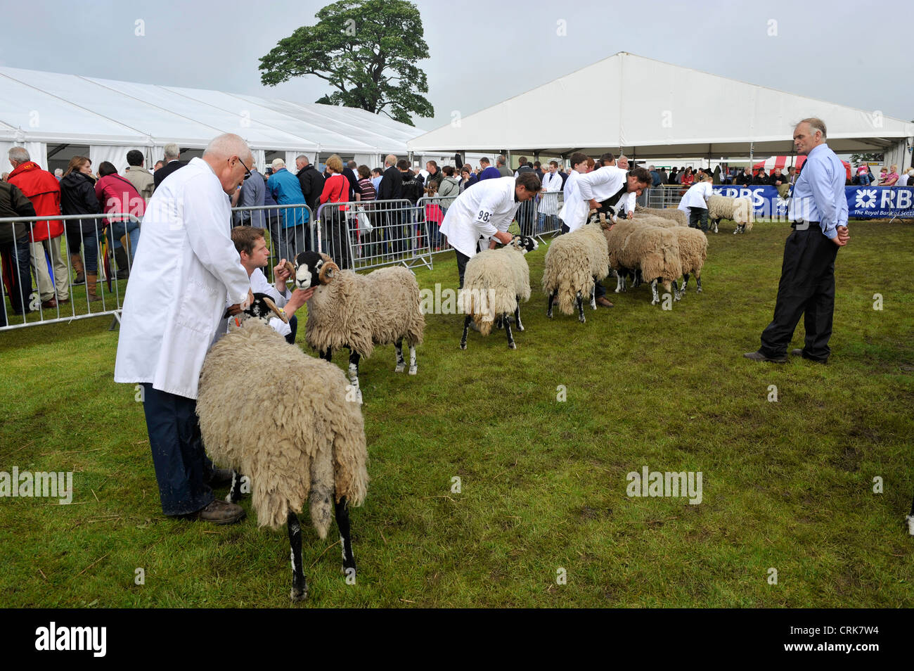 Show sheep judging showing hi-res stock photography and images - Alamy