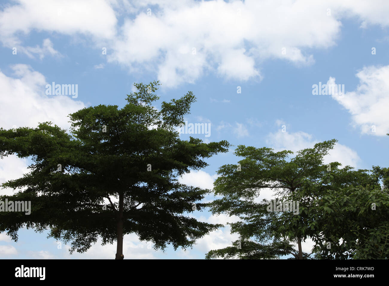 It's a photo of two trees view from above with a pure blue sky with ...