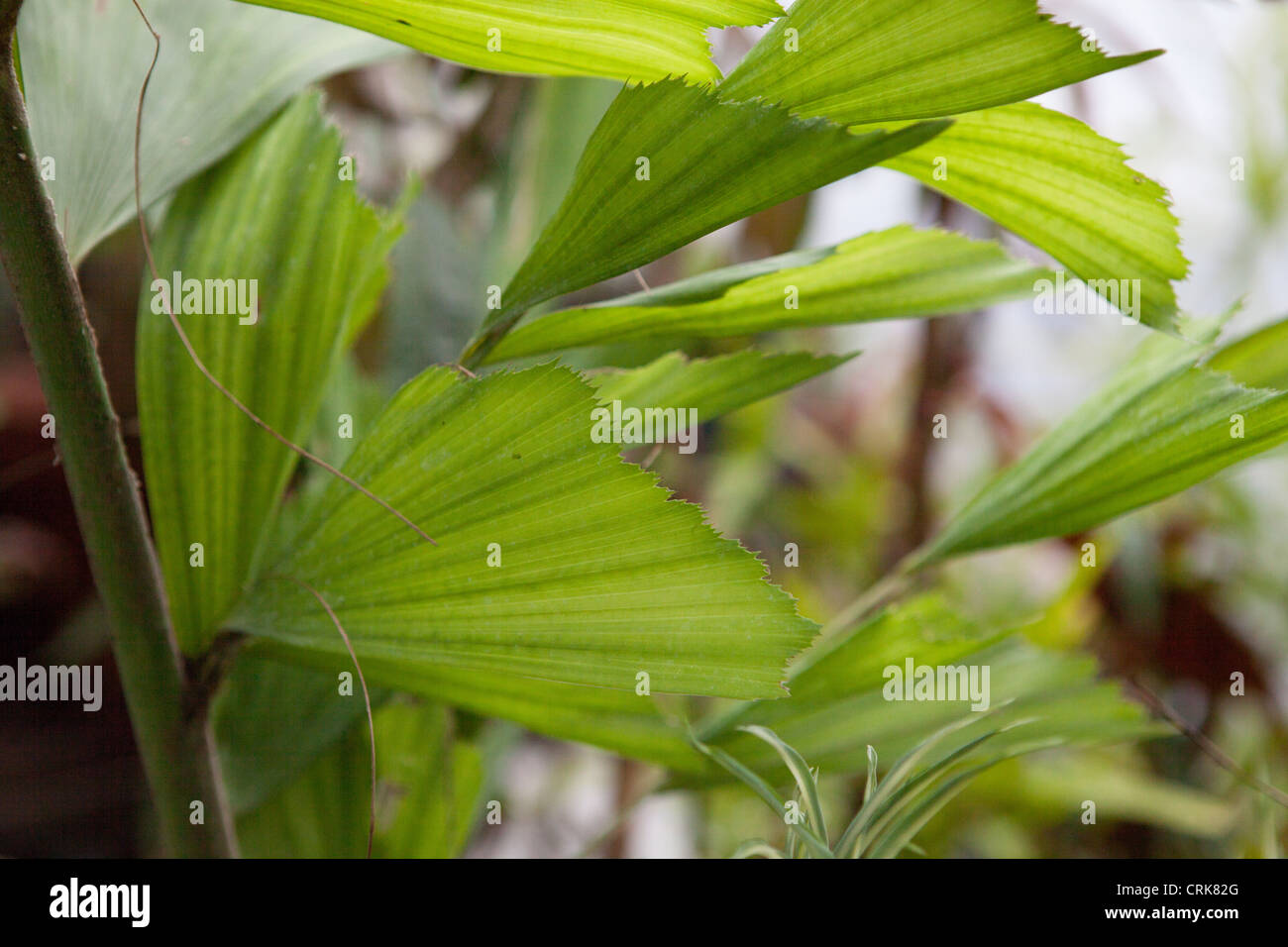 Caryota - Fish Tail Palm Stock Photo - Alamy