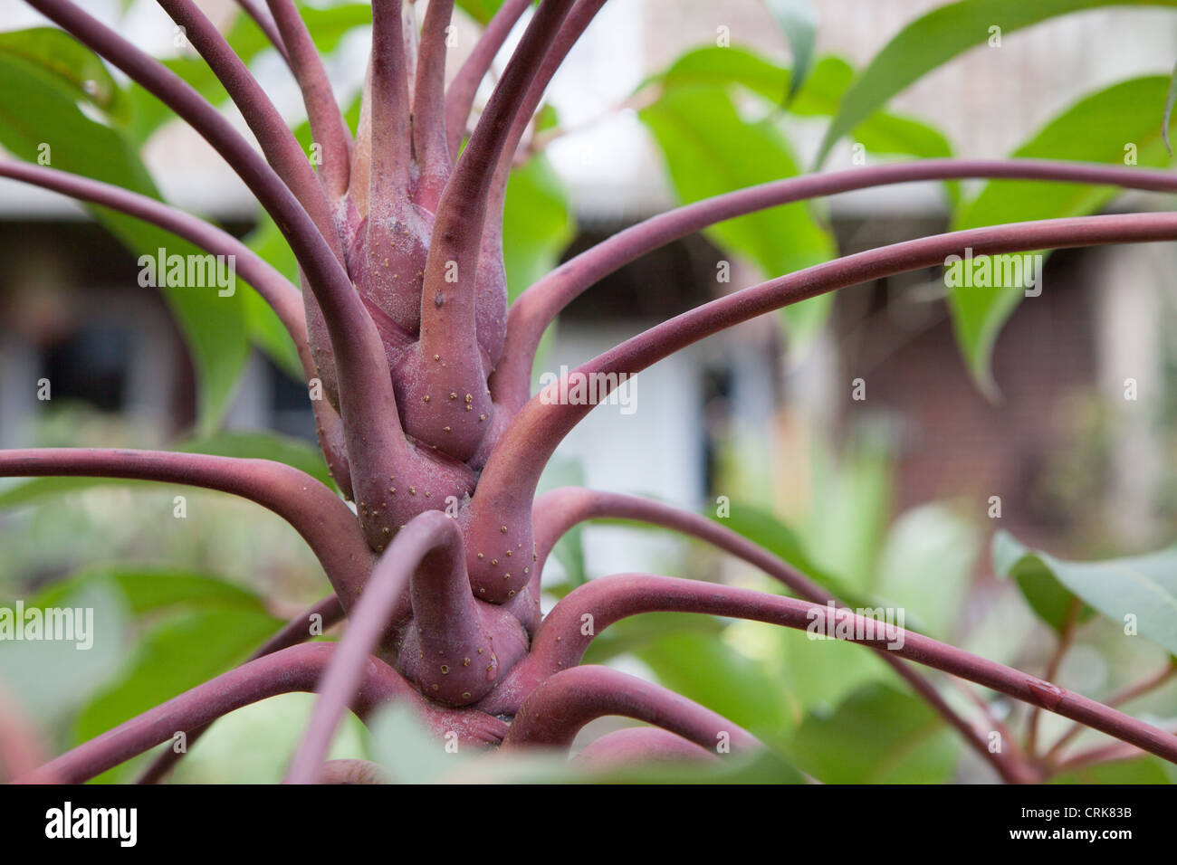 Schefflera chapana hi-res stock photography and images - Alamy