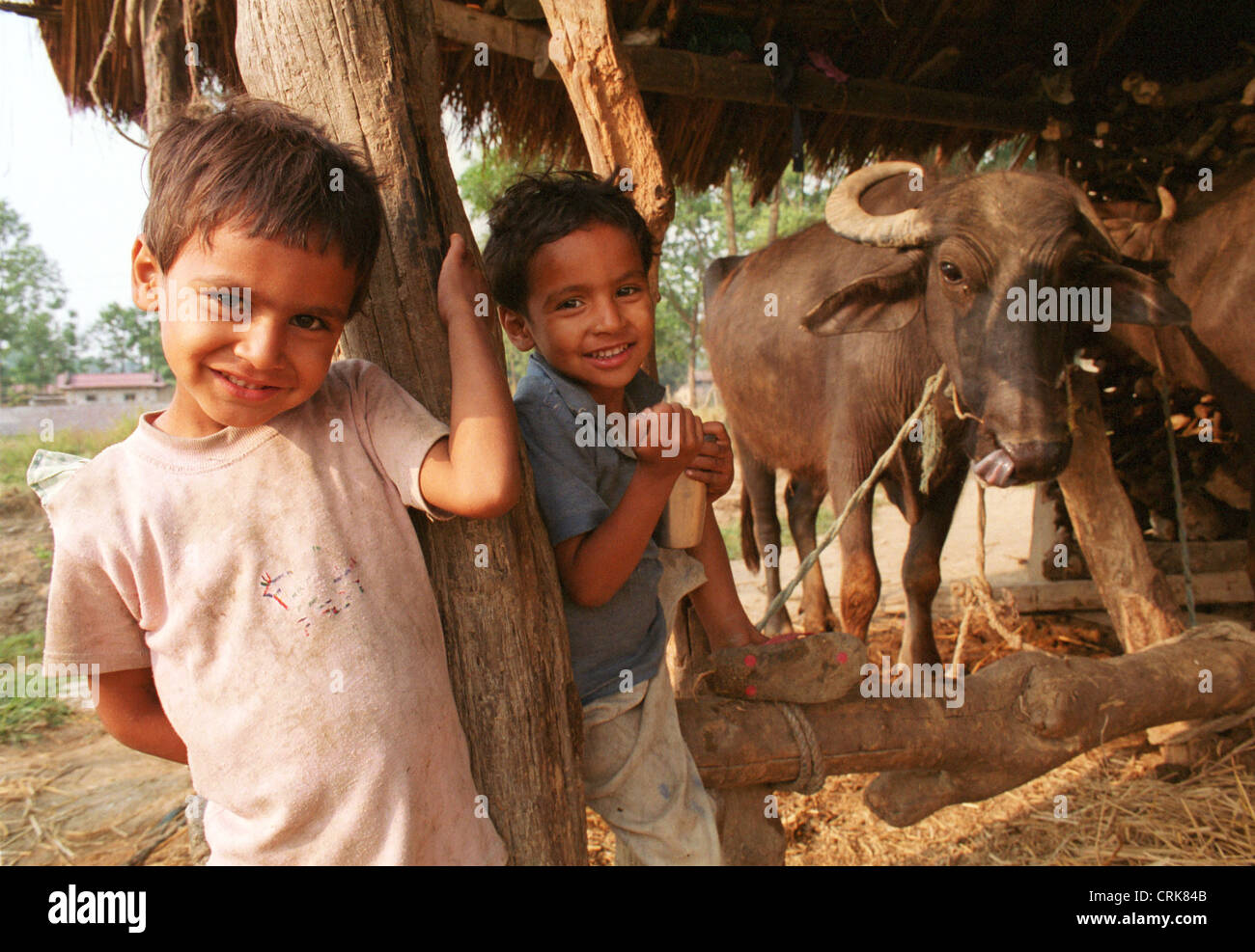 Two brothers and their domestic cattle, the buffalo in Nepal Stock ...
