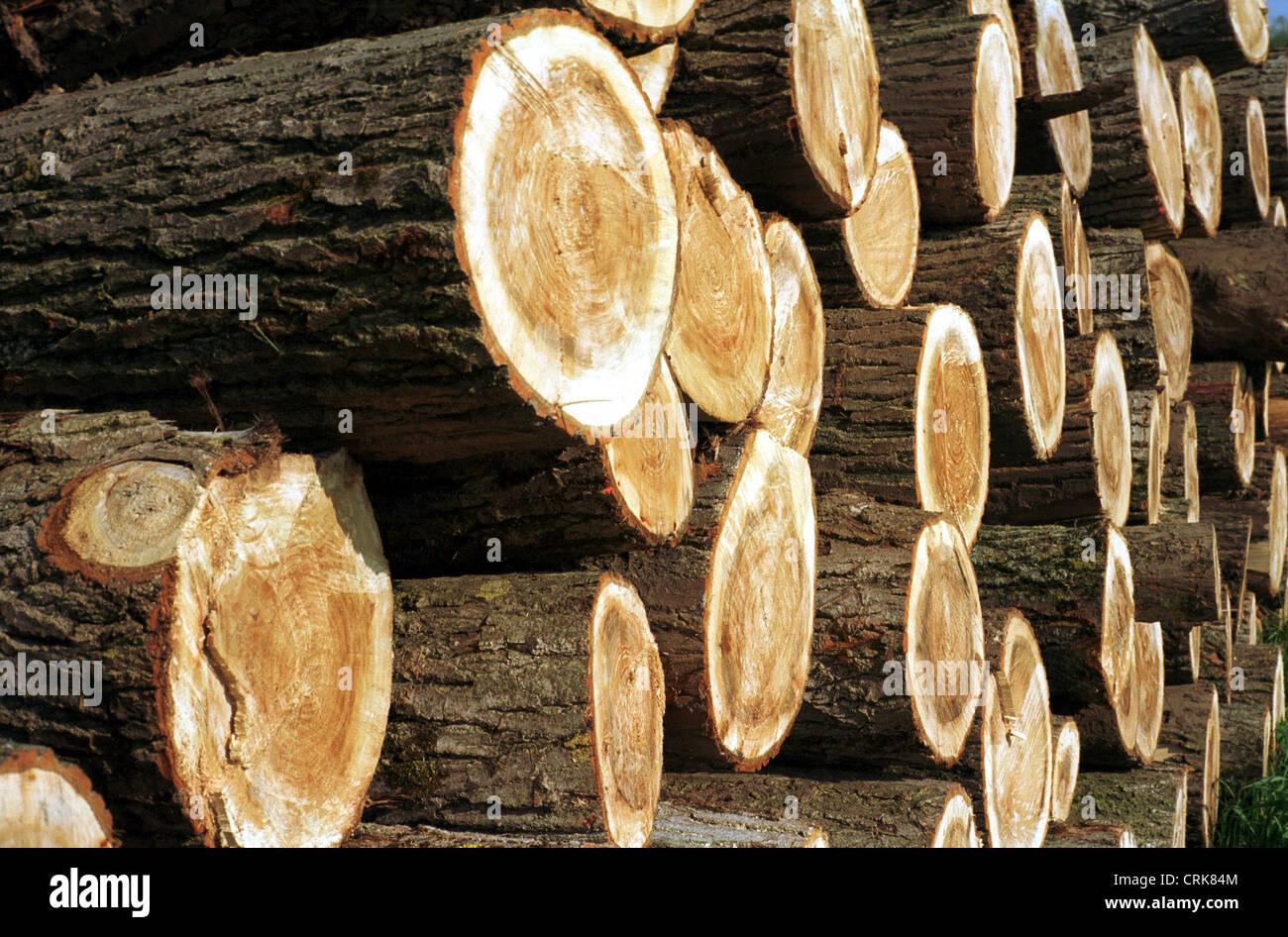 Roadside log piles hi-res stock photography and images - Alamy