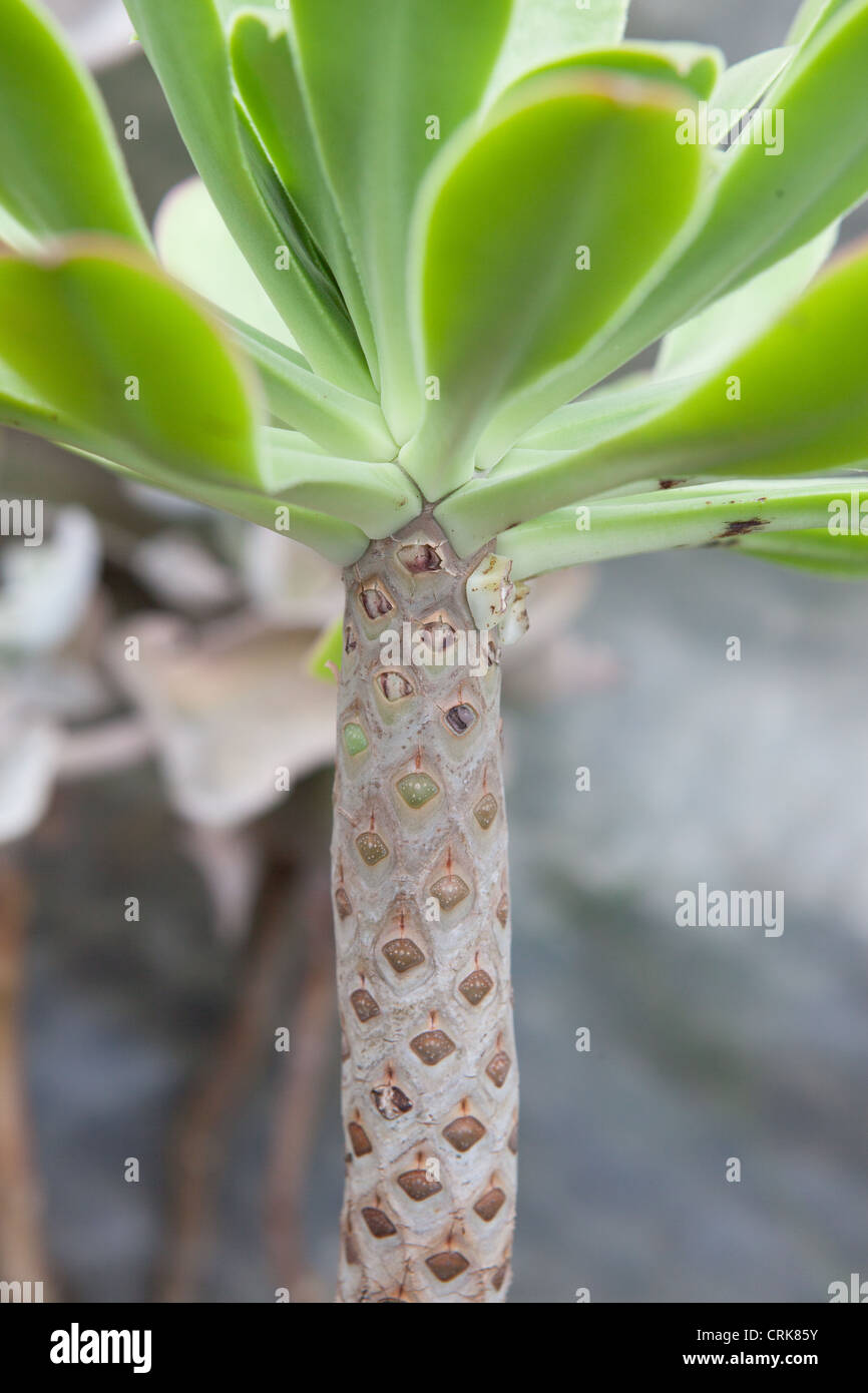 Aeonium arboreum, syn. Sempervivum arboreum (houseleek tree Stock Photo ...