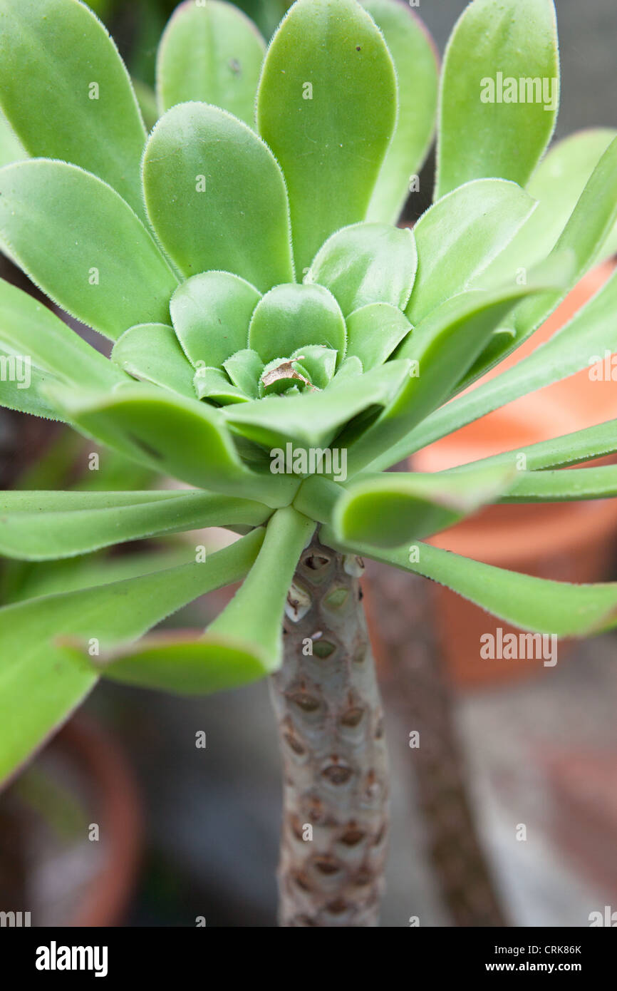 Aeonium arboreum, syn. Sempervivum arboreum (houseleek tree Stock Photo ...