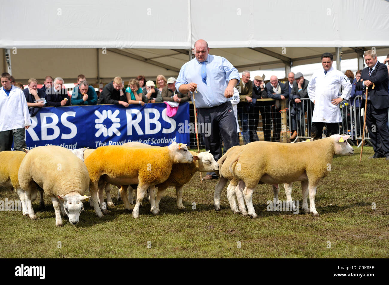 Judging animal show hi-res stock photography and images - Alamy