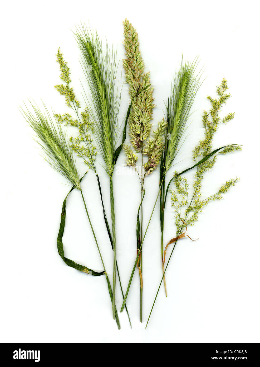 Grass grasses Cut Out Stock Images & Pictures - Alamy