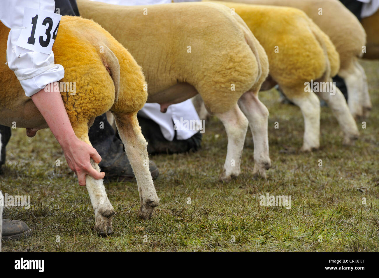 Shepherd placing Beltex sheeps feet at a show Stock Photo - Alamy