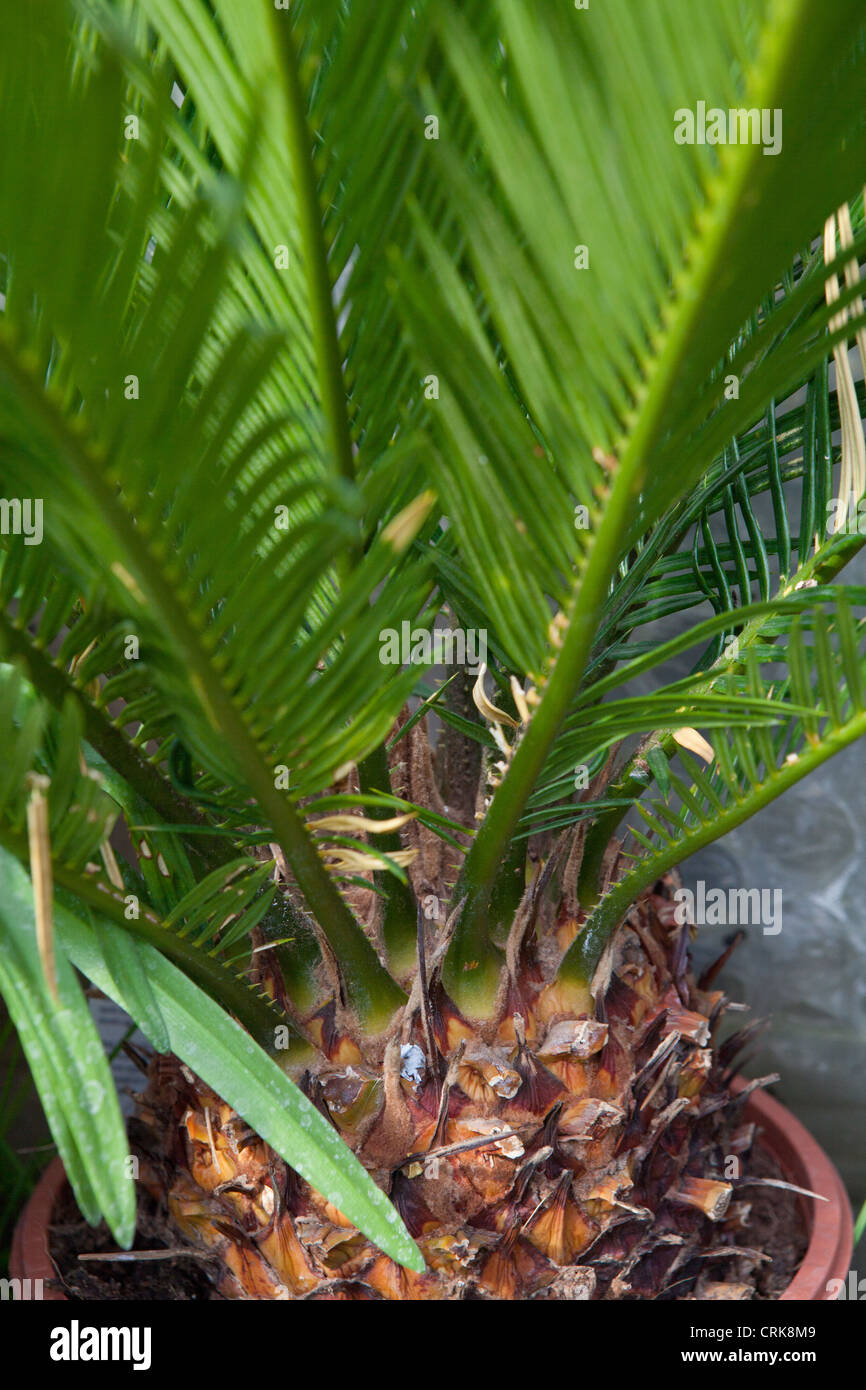 Cycas revoluta palm hi-res stock photography and images - Alamy
