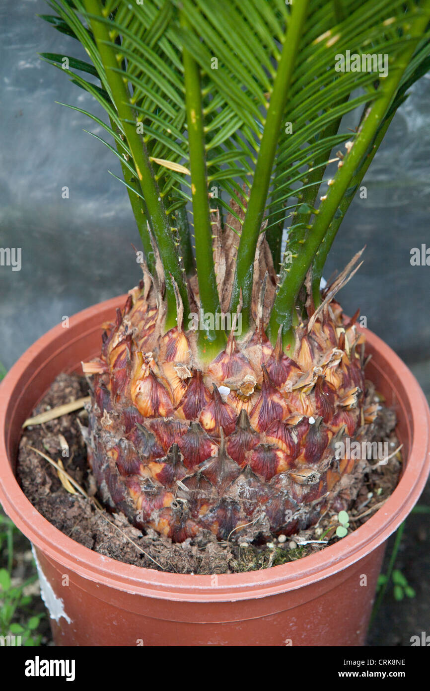 Cycas revoluta (sago cycad, Japanese sago palm Stock Photo - Alamy