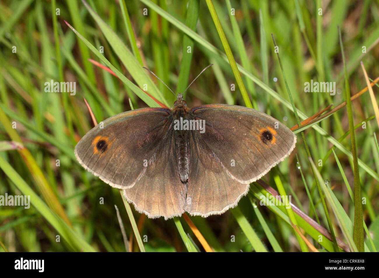 Meadow Brown Butterfly Stock Photo - Alamy