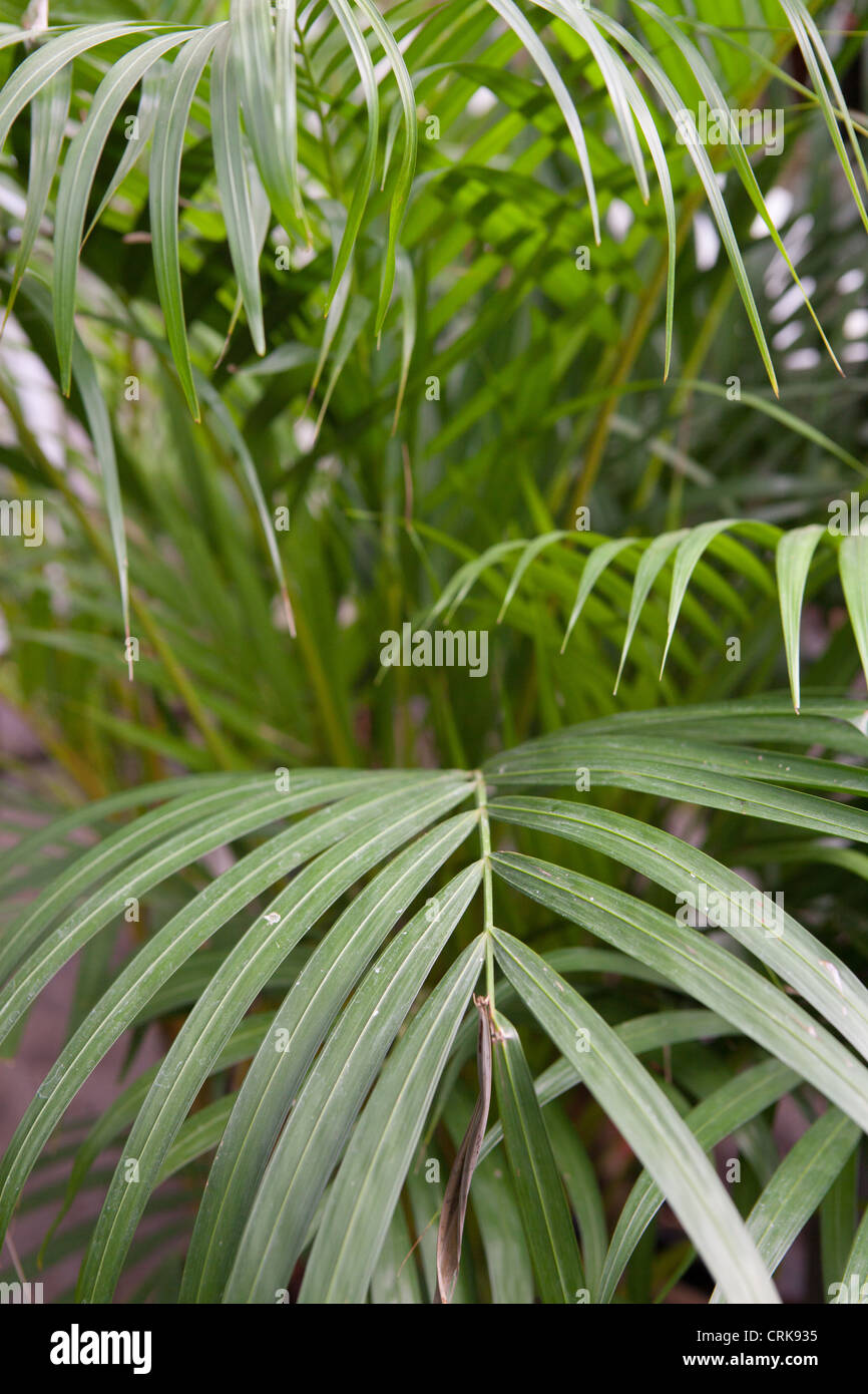 The Kentia palm or Thatch palm (Howea forsteriana Stock Photo - Alamy