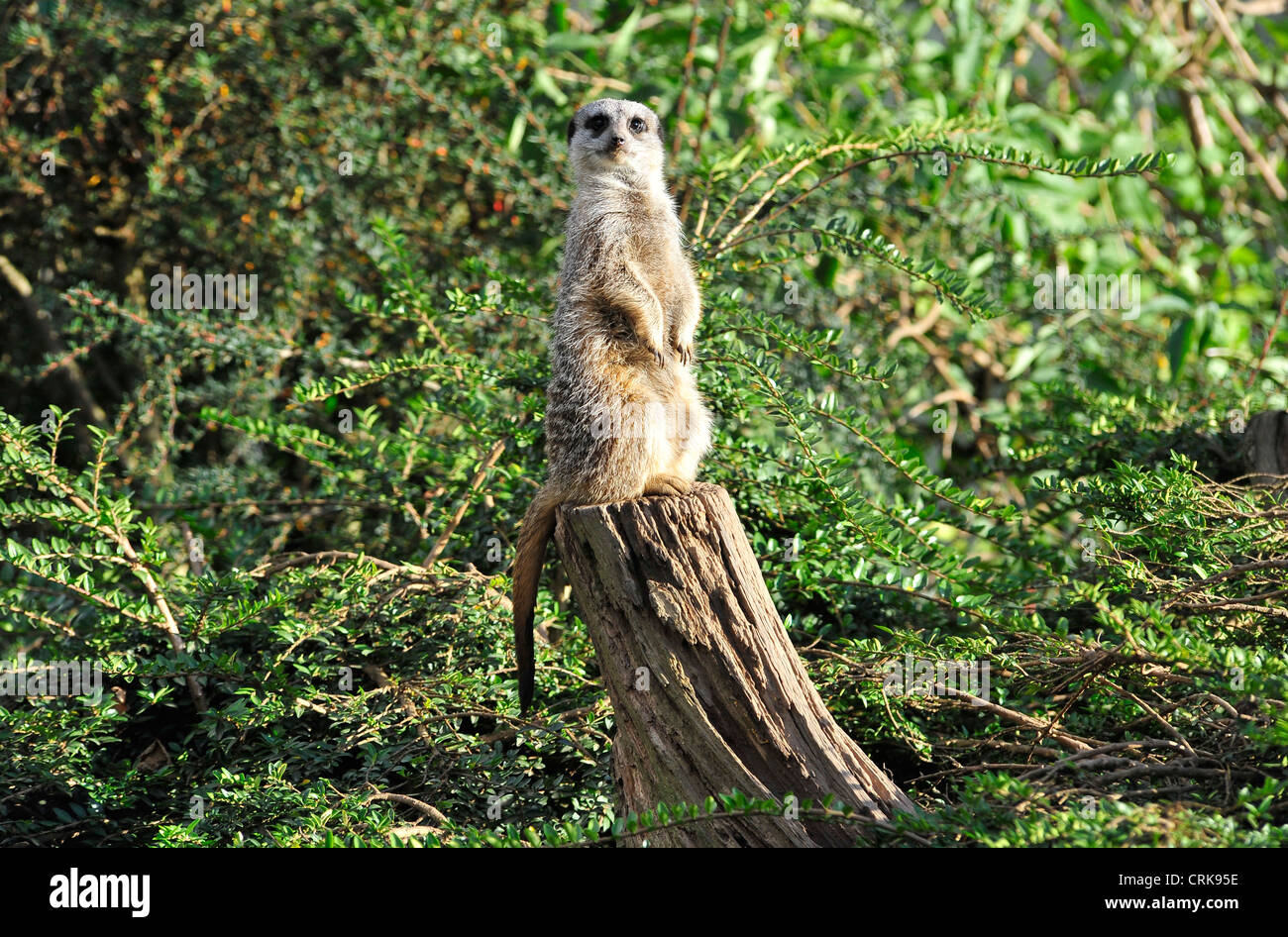 Meerkat on guard duty Stock Photo - Alamy
