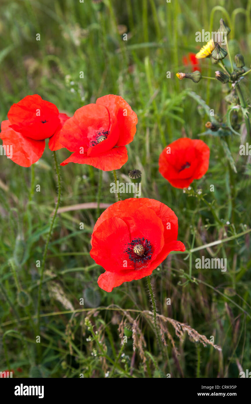Common Poppy. Papaver rhoeas (Papaveraceae Stock Photo - Alamy