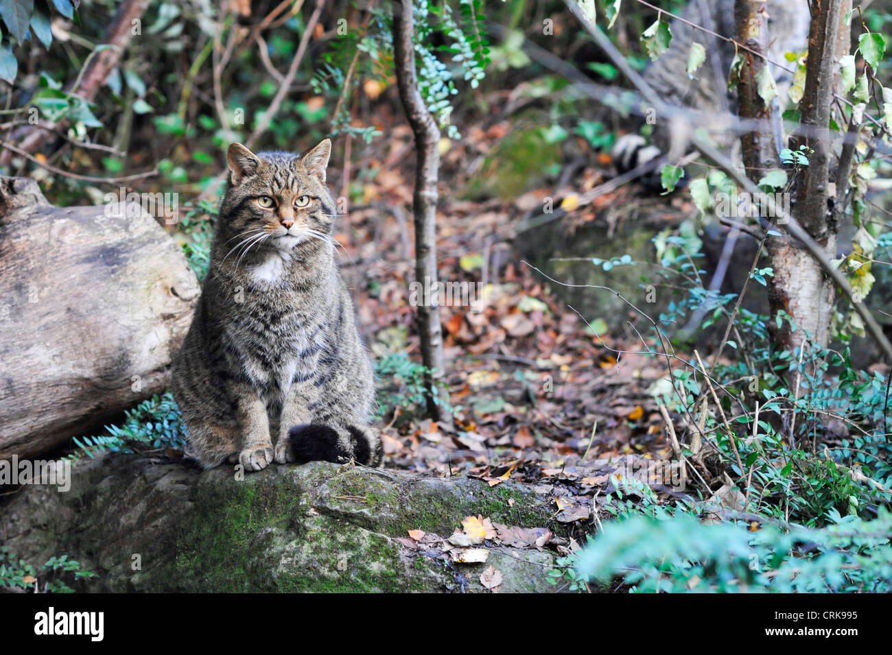 Scottish Wild Cat High Resolution Stock Photography and Images - Alamy