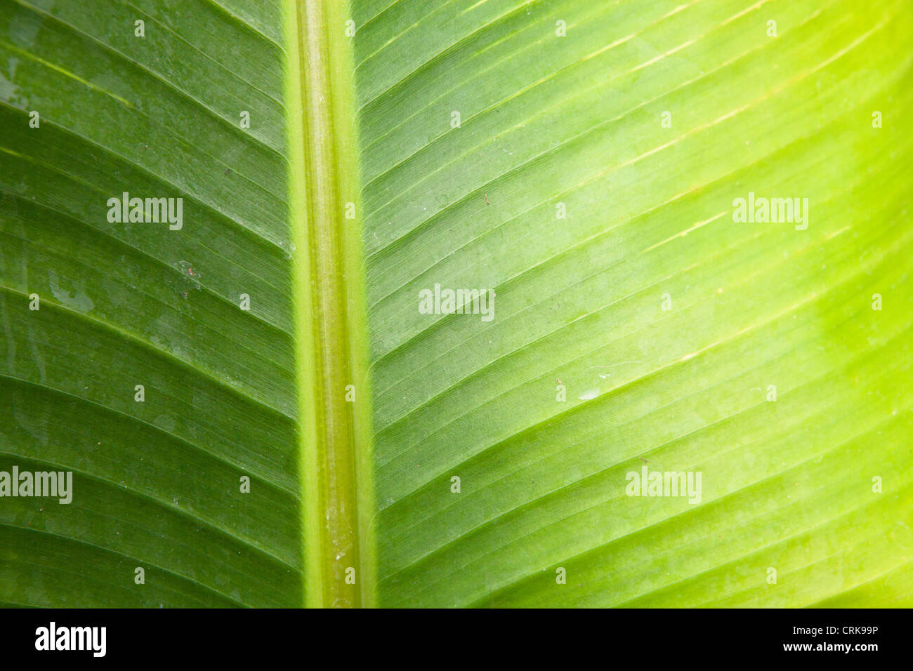 Root hardy banana hi-res stock photography and images - Alamy
