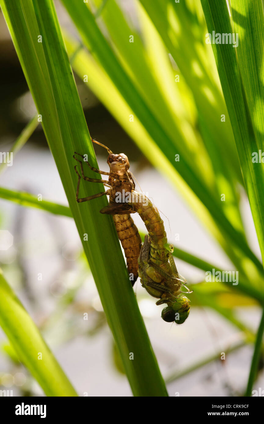 dragonfly emerging from larva Stock Photo - Alamy