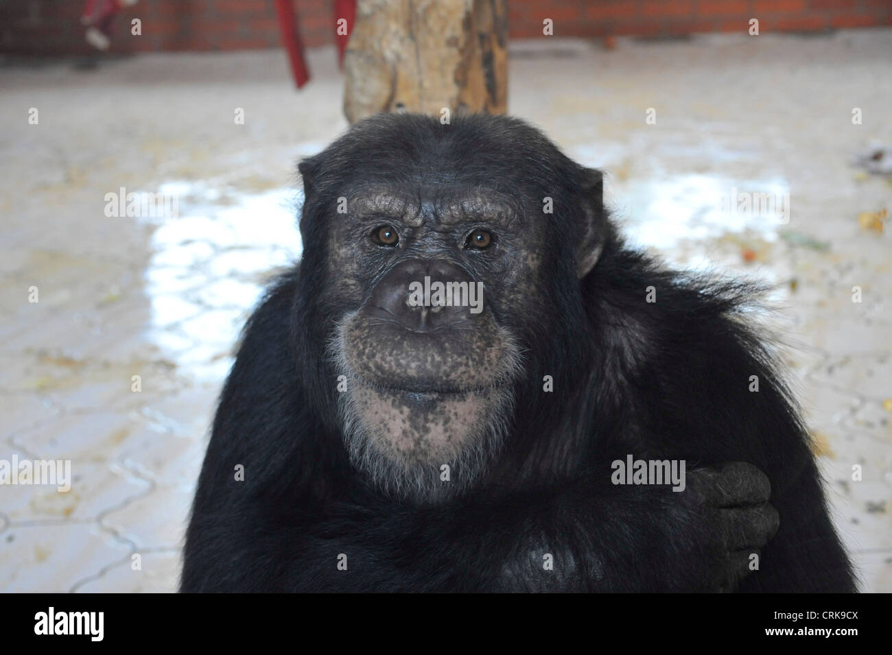 Danny the Chimpanzee at Twycross Zoo Stock Photo - Alamy