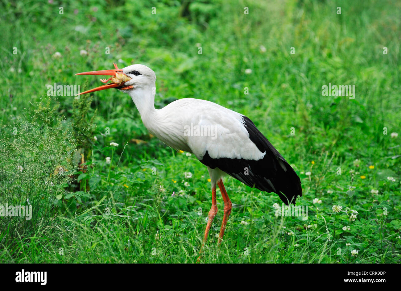 A White Stork having lunch Stock Photo - Alamy