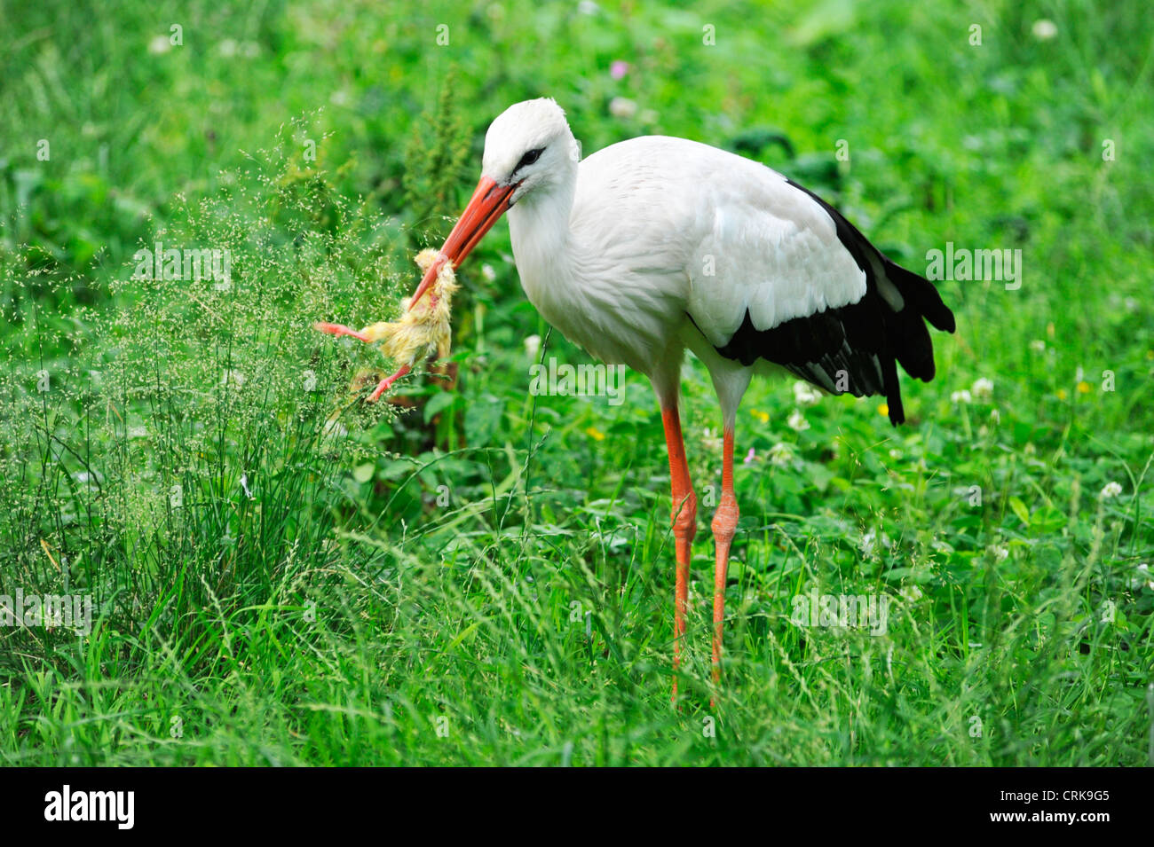 Stork eating hi-res stock photography and images - Alamy
