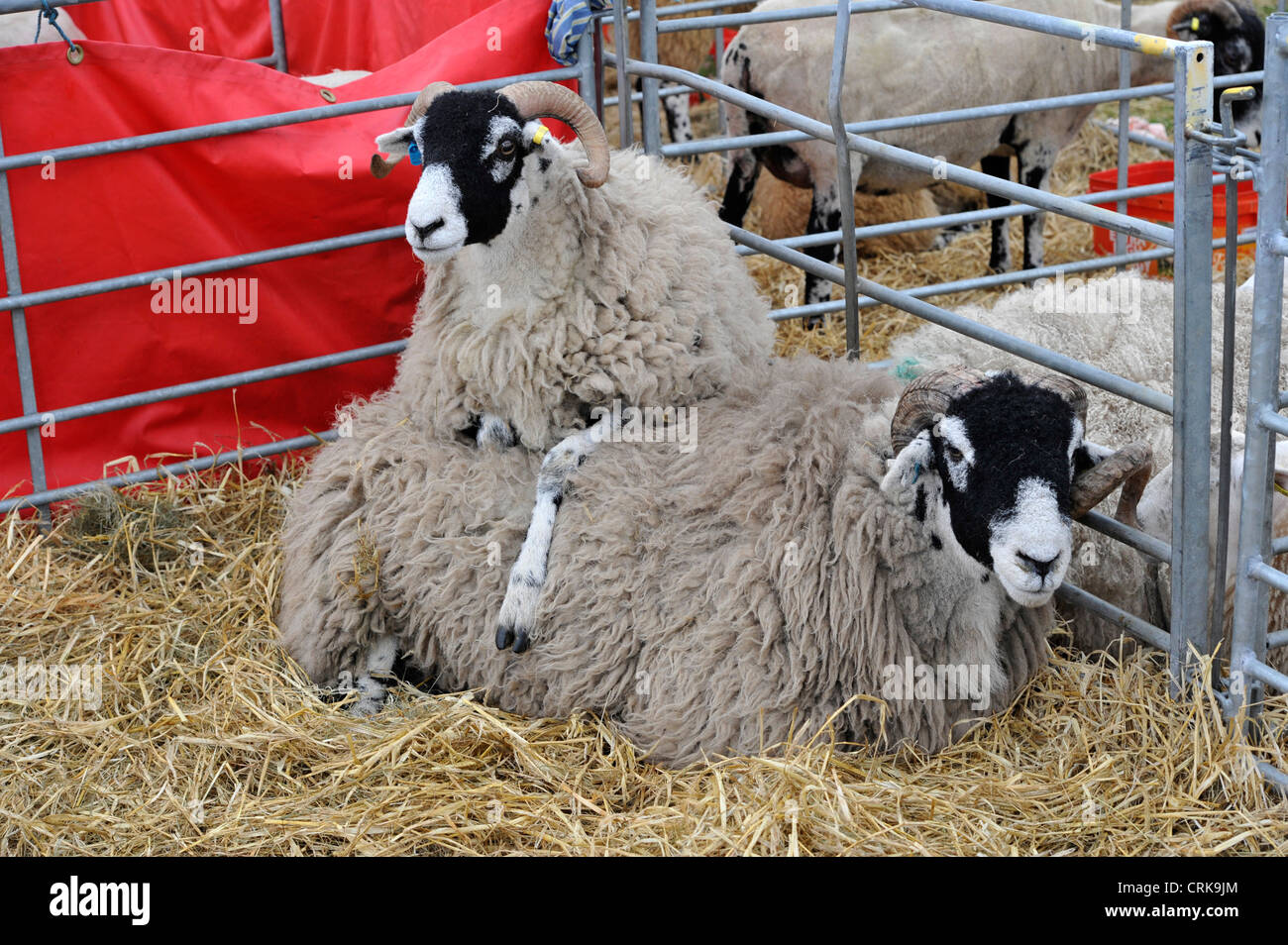 Swaledale sheep sitting on the back of another sheep in a pen at a show ...