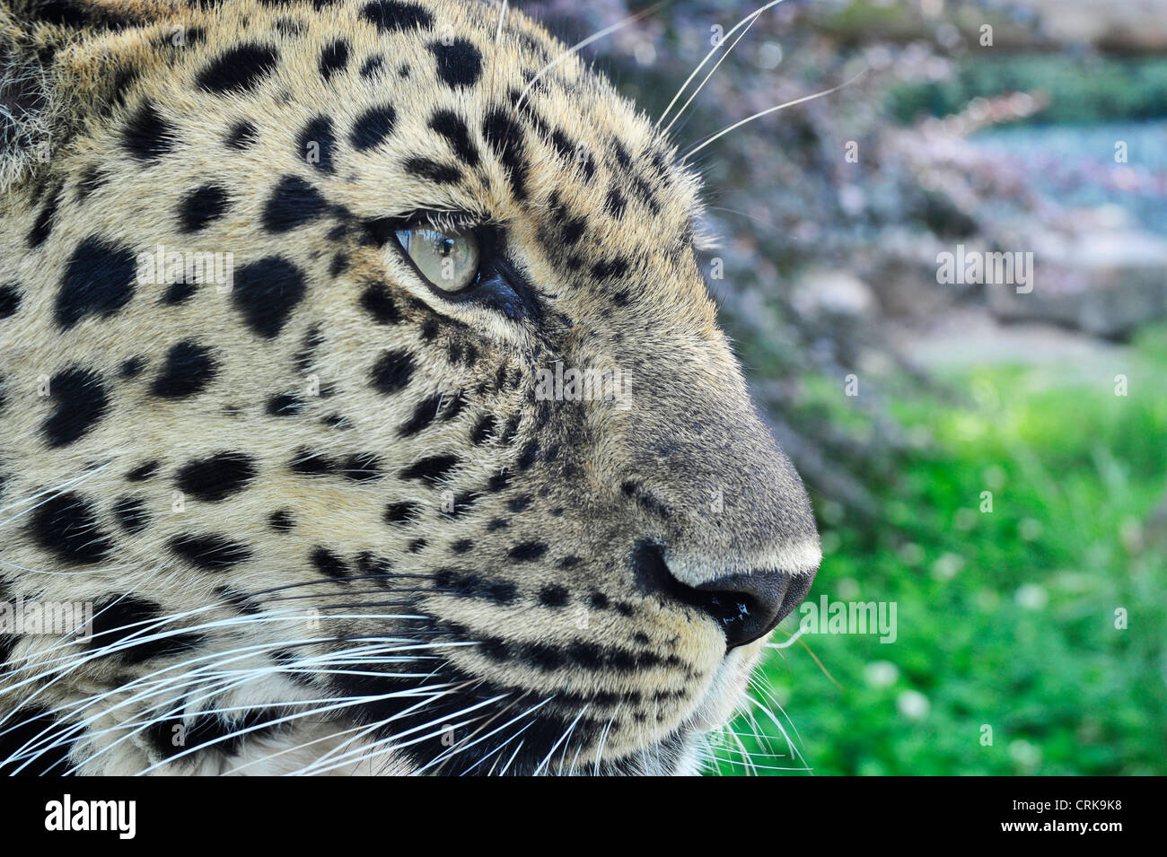 Amur Leopard. (Panthera pardus orientalis Stock Photo - Alamy