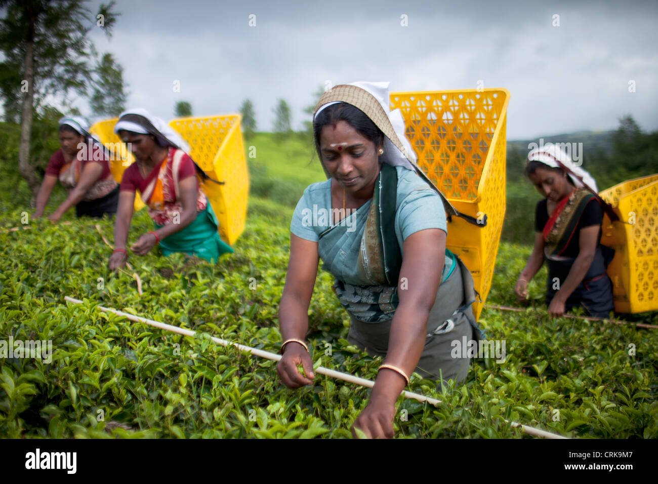 tea pluckers on the Pedro Estate, Nuwara Eliya, Southern Highlands, Sri ...