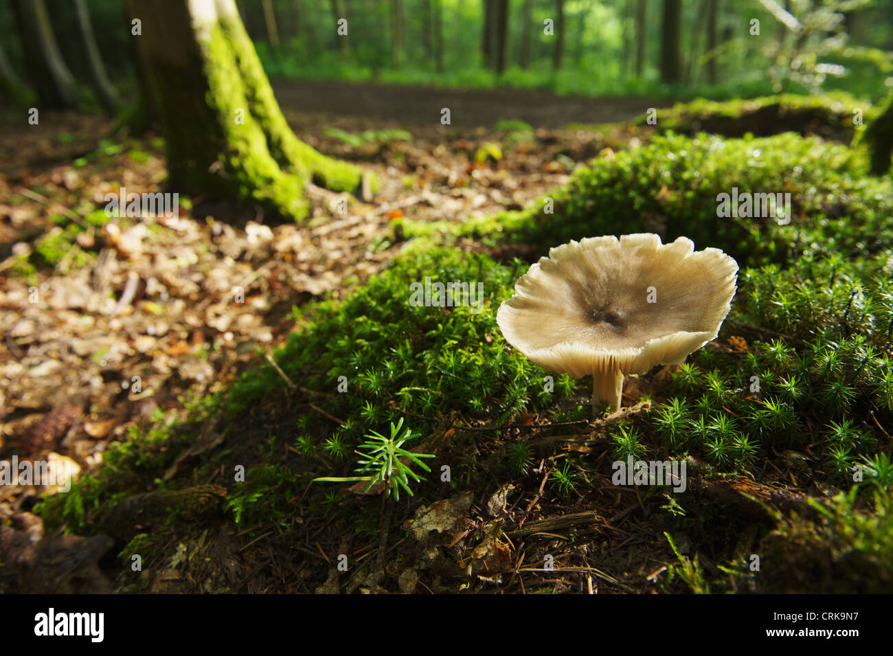Mushroom in the forest Stock Photo - Alamy