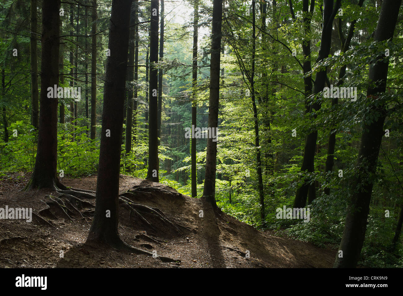 Scenes from nature on the field and the Forest Stock Photo - Alamy