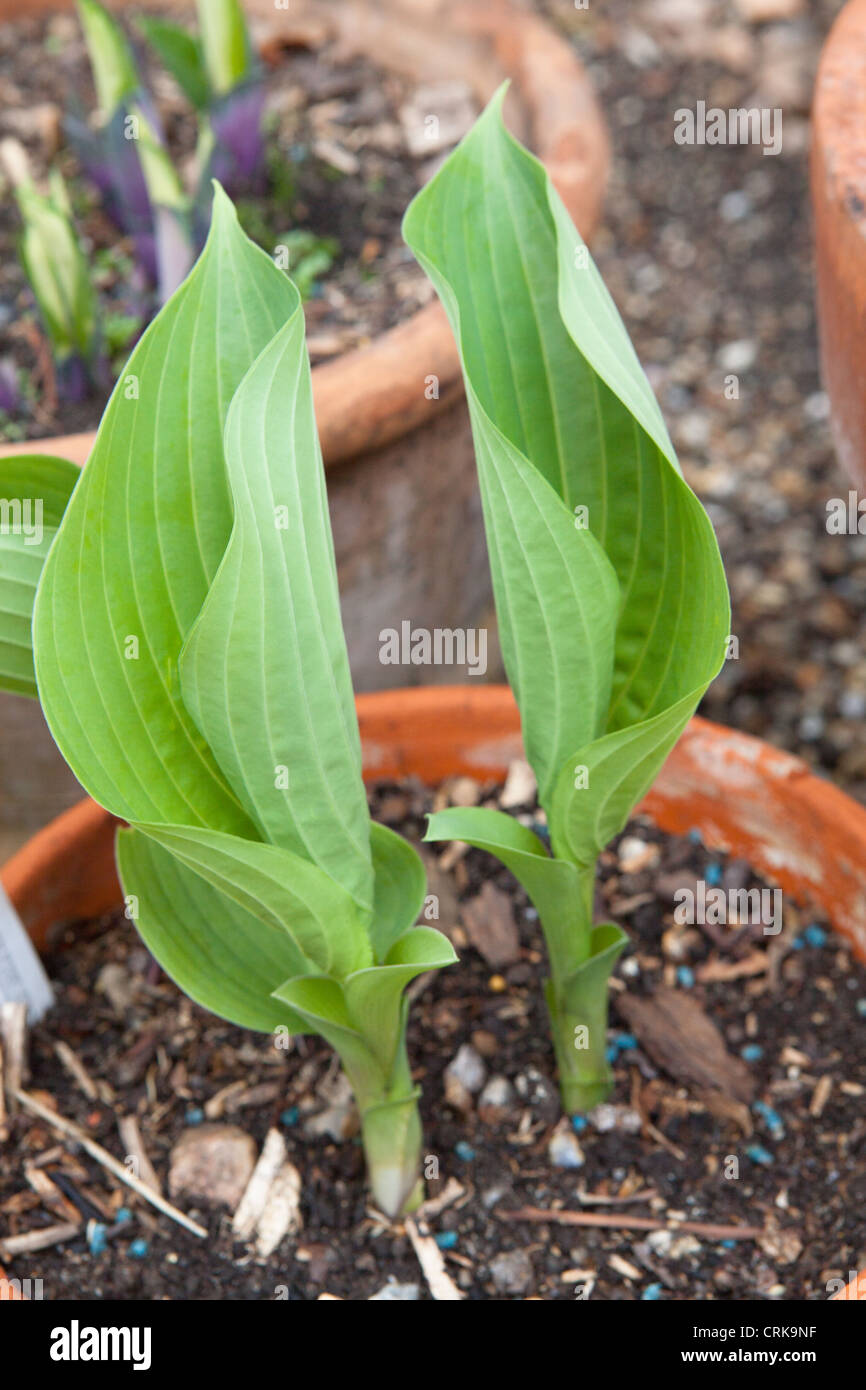 Hosta plants growing in a terracotta pot with young leaves and shoots ...