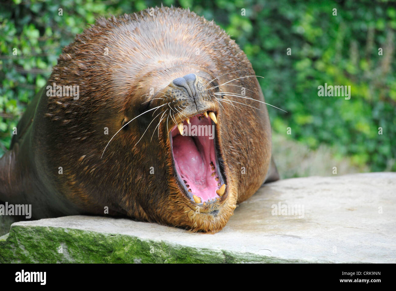 A Southern Sea Lion having a yawn Stock Photo - Alamy