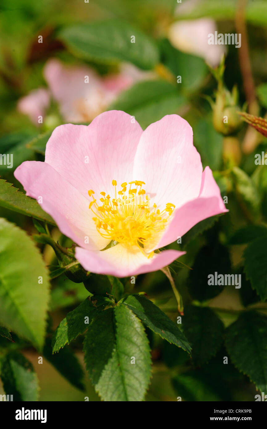 dog rose Stock Photo - Alamy