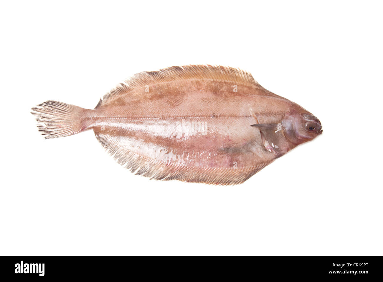 Megrim or Cornish sole isolated on a white studio background Stock ...
