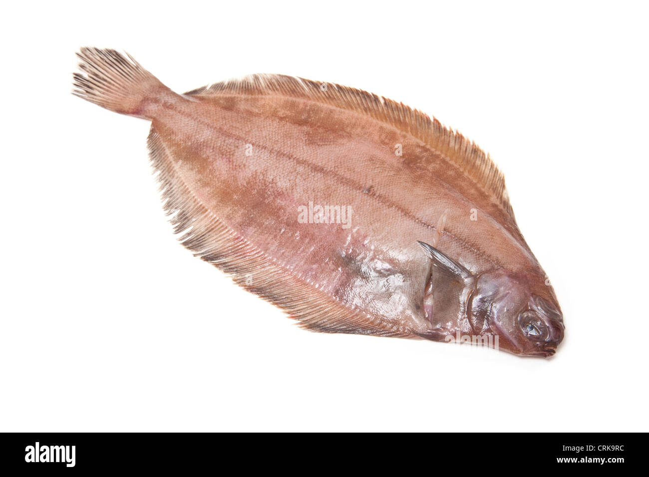Megrim or Cornish sole isolated on a white studio background Stock ...