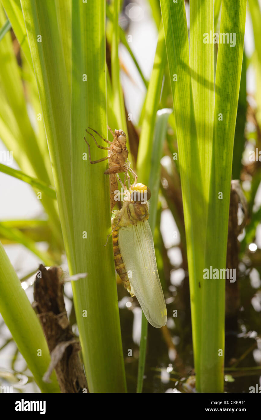 dragonfly emerging from larva Stock Photo - Alamy