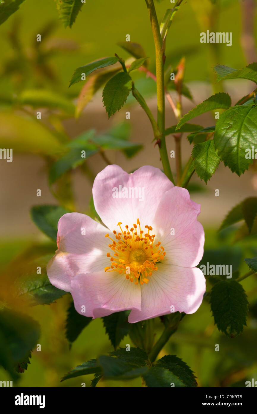 Dog rose hi-res stock photography and images - Alamy