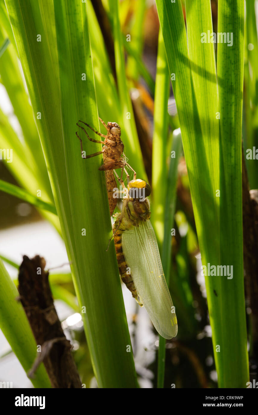 Hatching dragonfly hi-res stock photography and images - Alamy