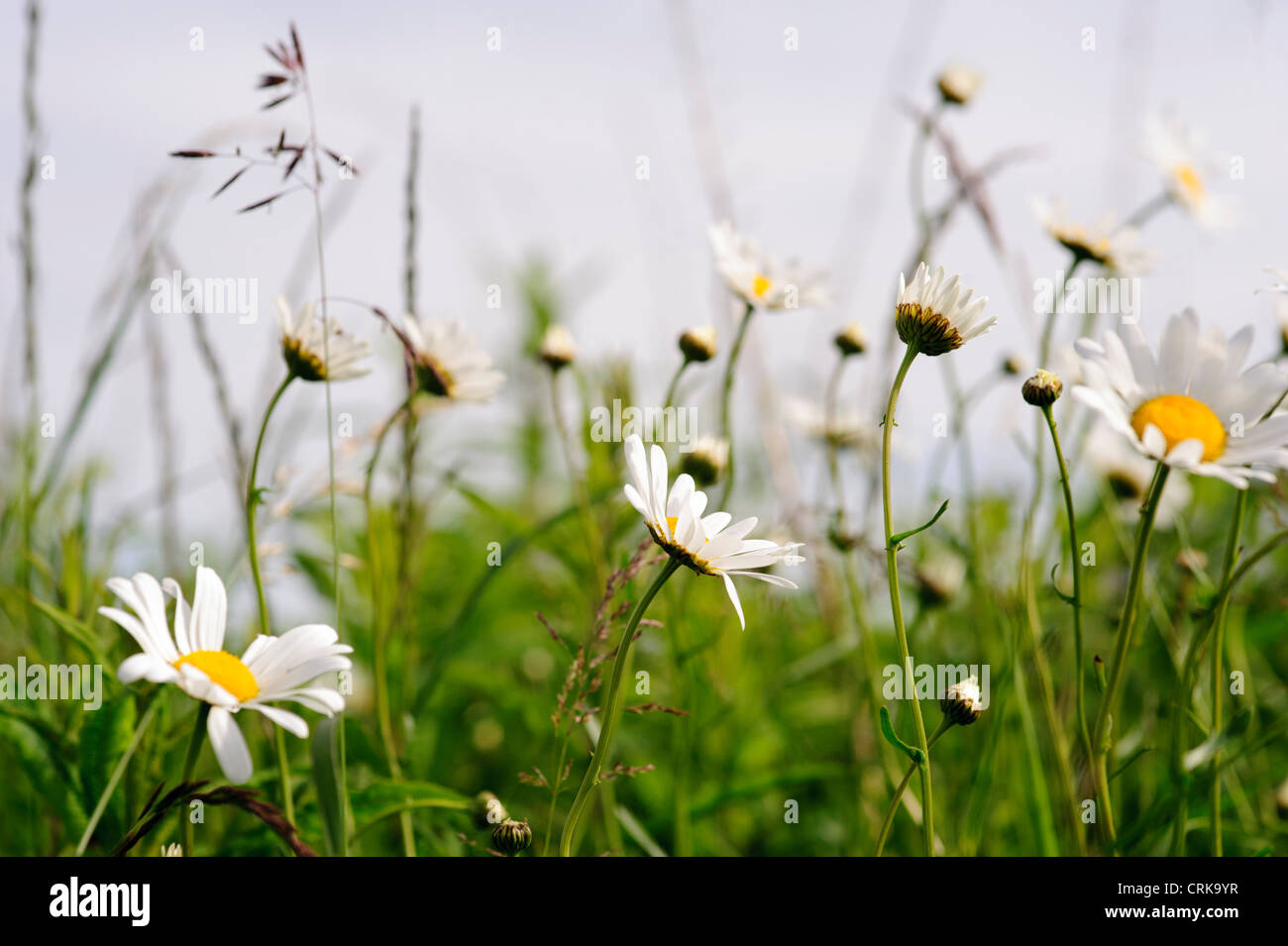 Moon daisy leucanthemum vulgare hi-res stock photography and images - Alamy