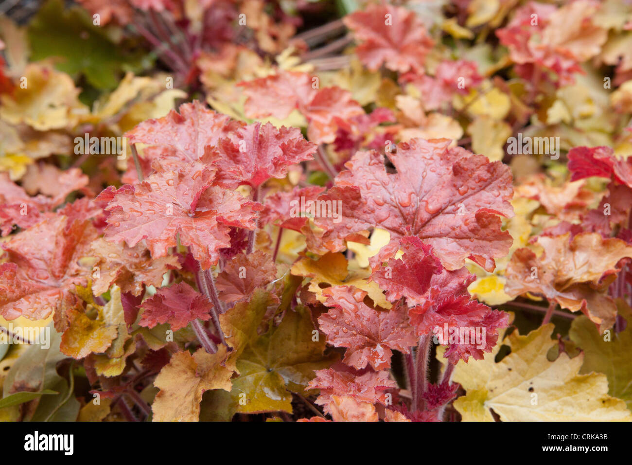 Heuchera caramel hi-res stock photography and images - Alamy