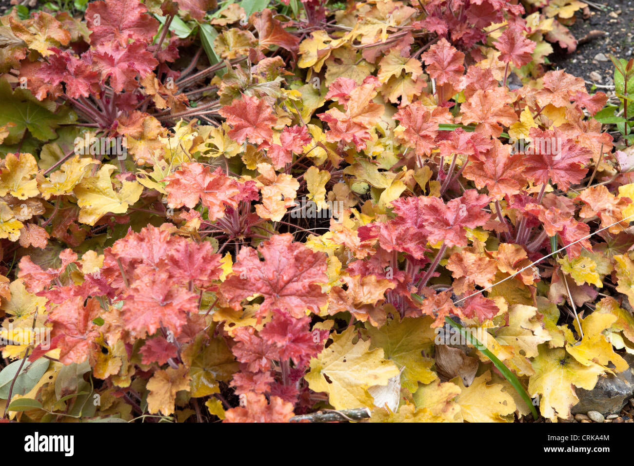 Heuchera caramel hi-res stock photography and images - Alamy