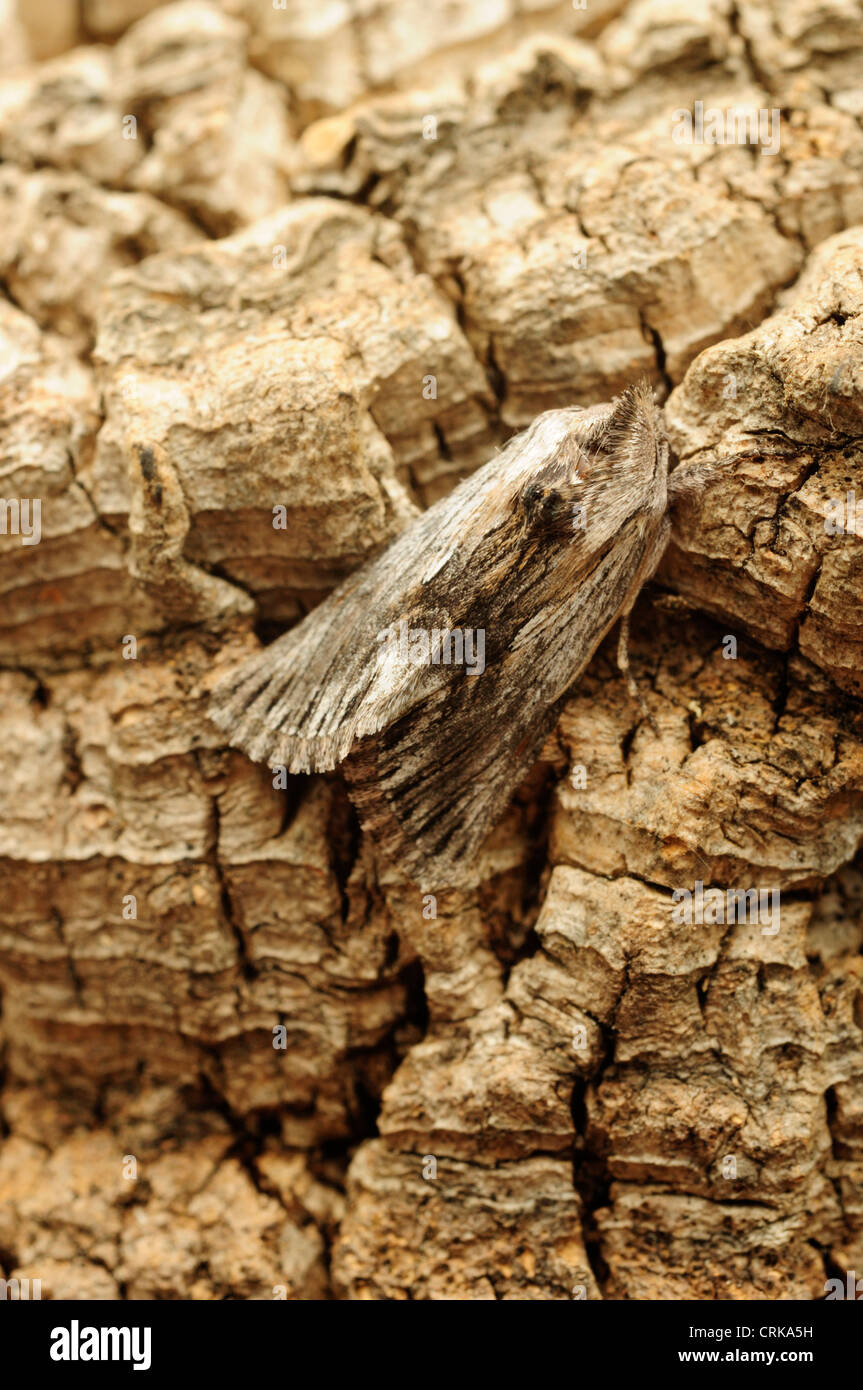 Antirrhinum Brocade Moth (Calophasia platyptera) on a cork oak tree ...