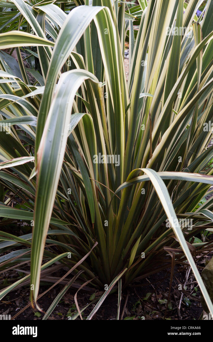 Phormium tenax hi-res stock photography and images - Alamy