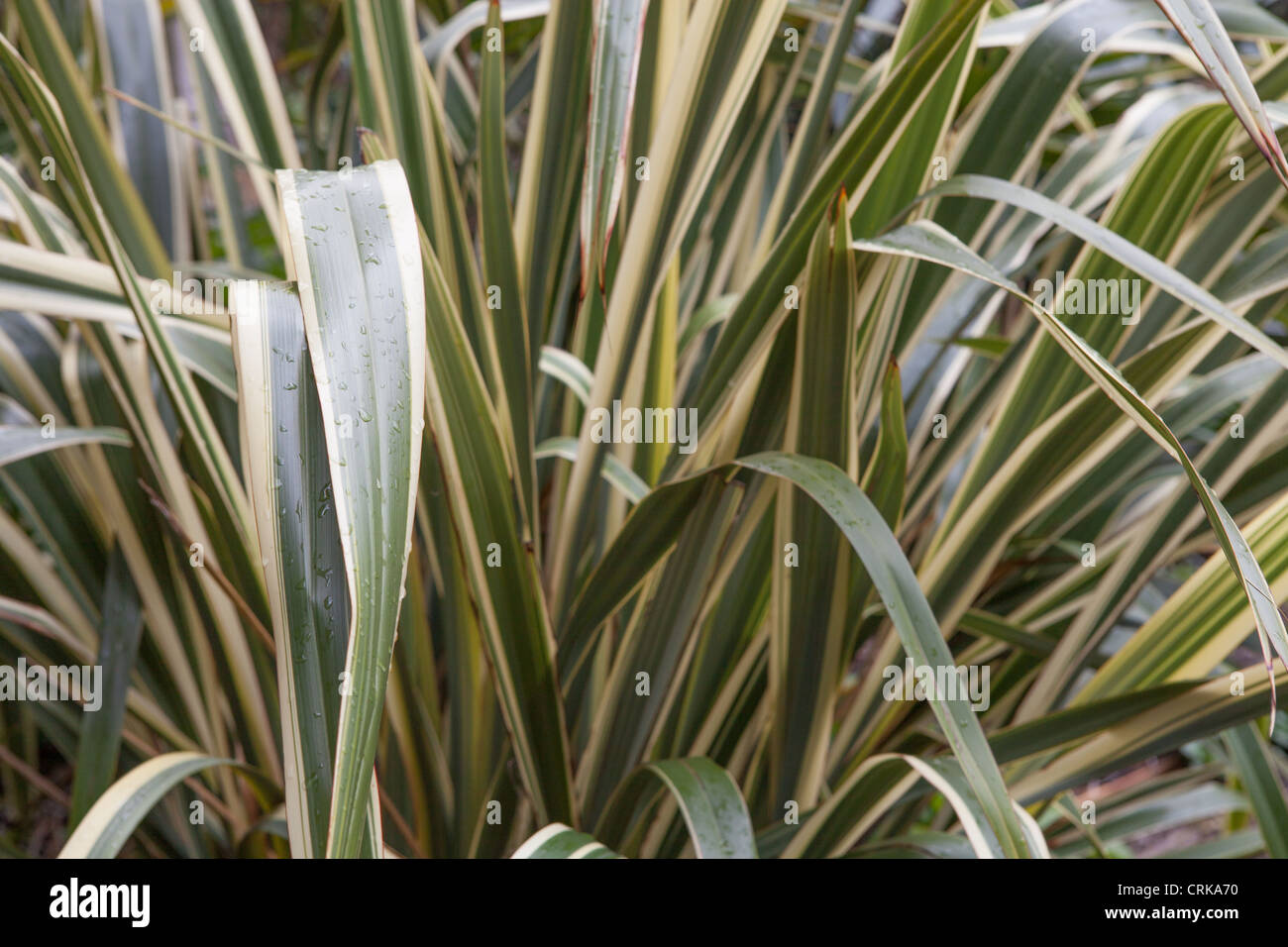 Phormium tenax hi-res stock photography and images - Alamy