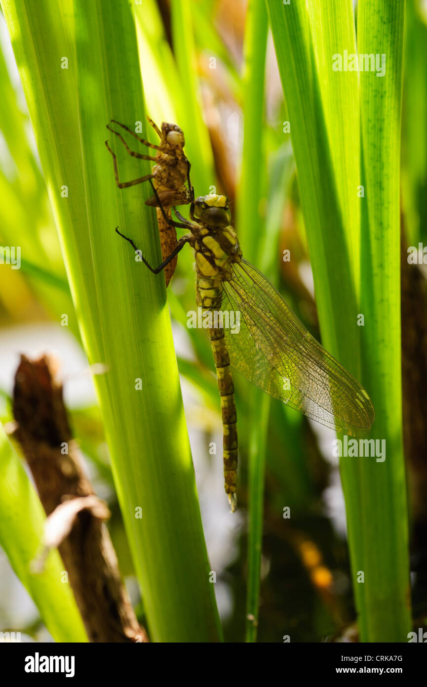 dragonfly emerging from larva Stock Photo - Alamy