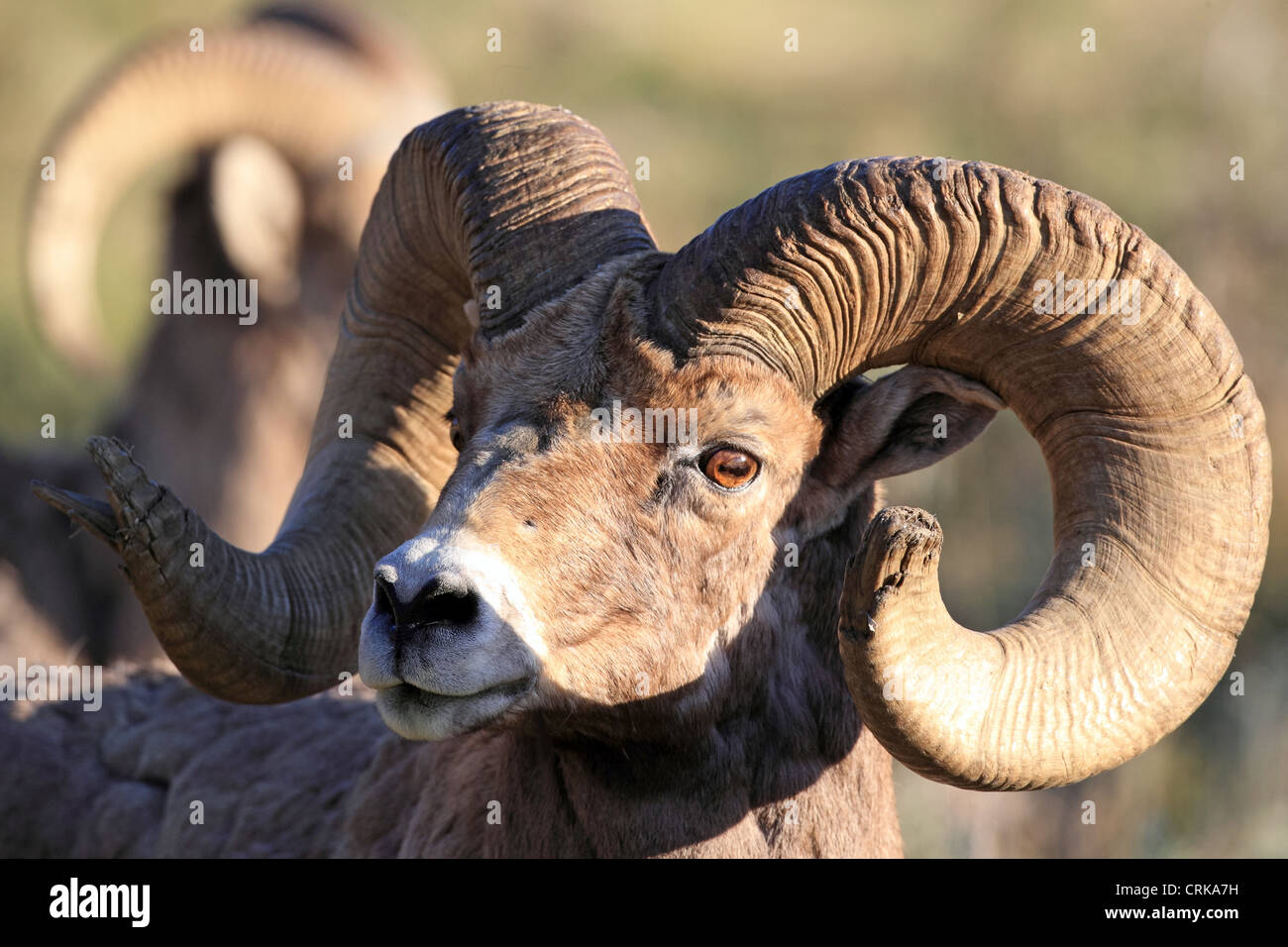 A large Bighorn sheep (Ovis canadensis) ram postures for a rival in the ...